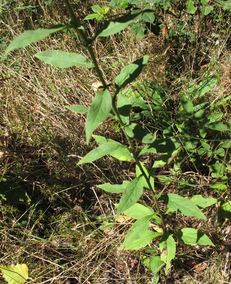 Solidago